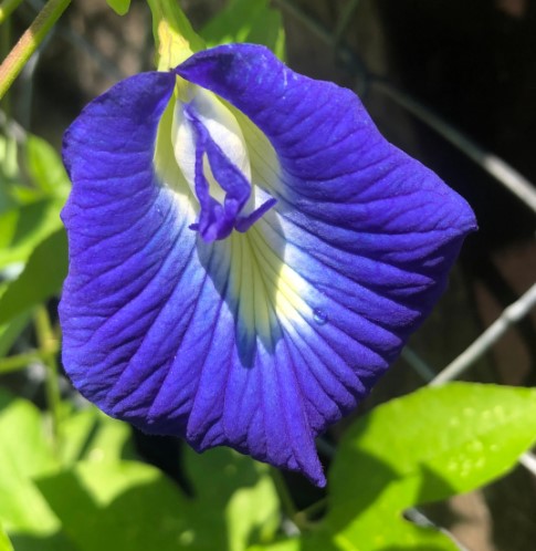 Make your garden look beautiful with these monsoon flowers