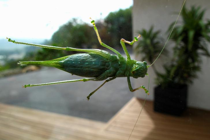 USA: Las Vegas suffers from grasshopper invasion