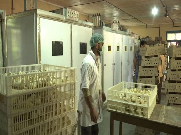 Hatcheries play vital role in boosting poultry production in Kashmir