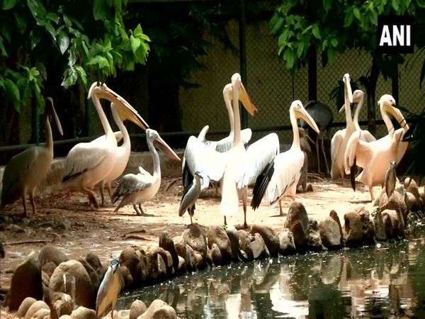 Tamil Nadu: Rosy Pelican hatchling in Coimbatore Zoo