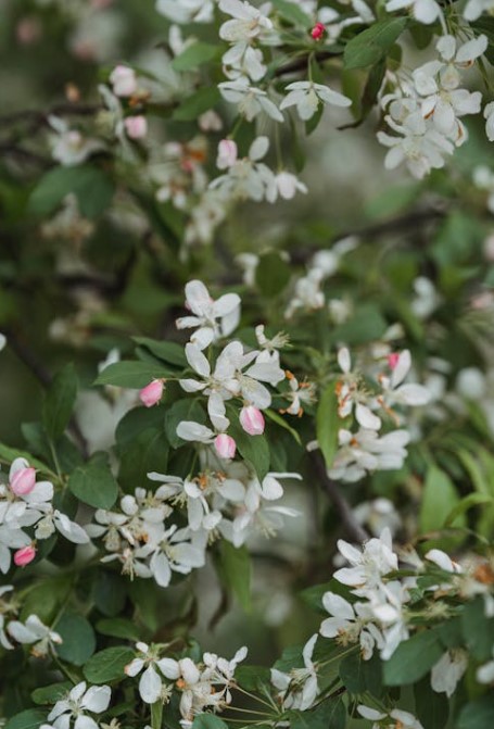 Make your garden look beautiful with these monsoon flowers