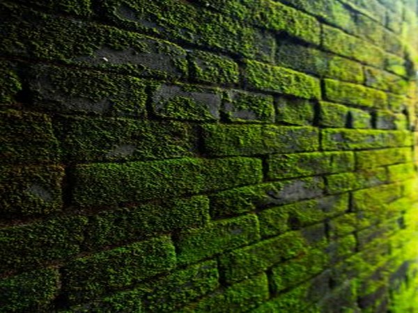 Will your future clothes be made of algae?