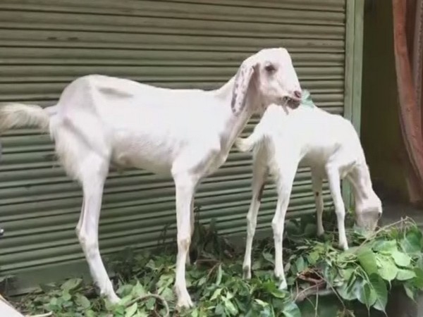 MP: Goats being bought, sold online ahead of Bakra Eid 2020