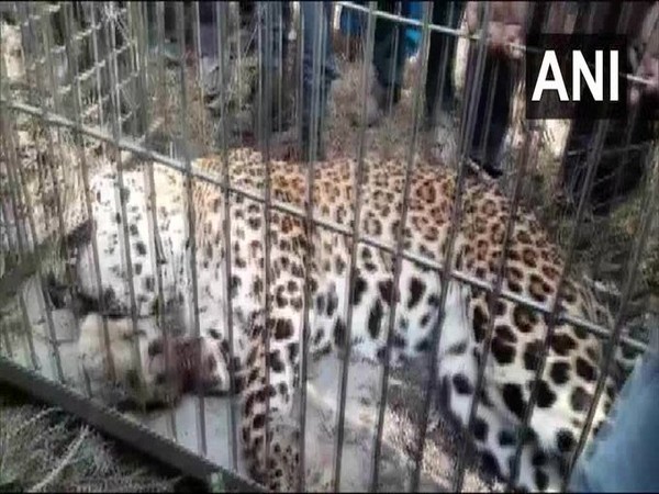 Leopard with leg injury rescued in Uttarakhand