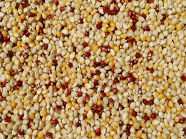 Millets export from India to increase exponentially in coming years ...