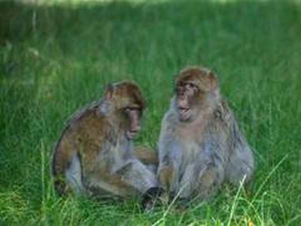 Study focuses on socially motivated behaviour in monkeys