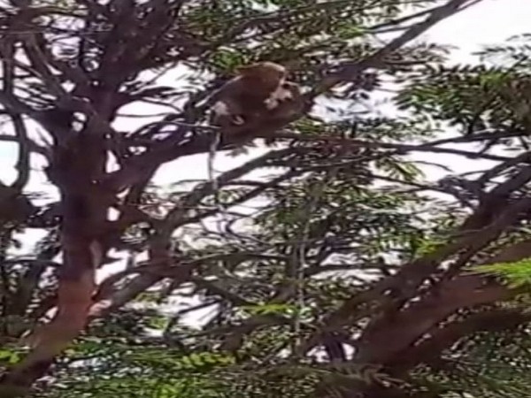 Monkeys run away with blood test samples in Meerut college; Principal ...