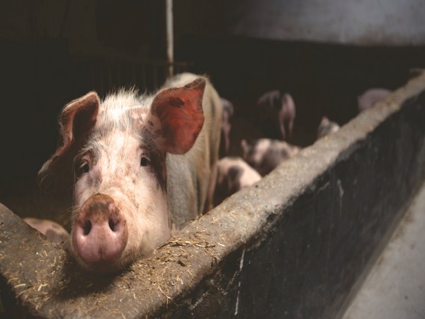 Study shows highly antibiotic-resistant MRSA strain found in pigs can ...