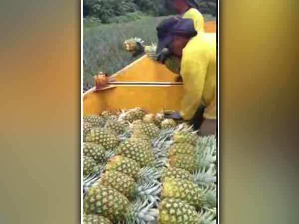 China's ban on Taiwanese pineapples boosts sales in Japan