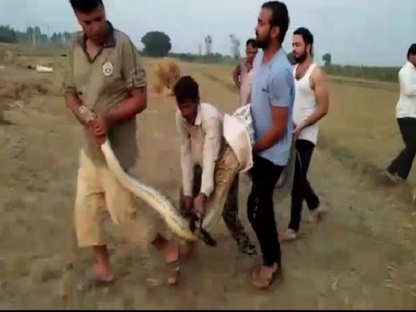UP: 15-ft long python rescued by forest dept from sugarcane field