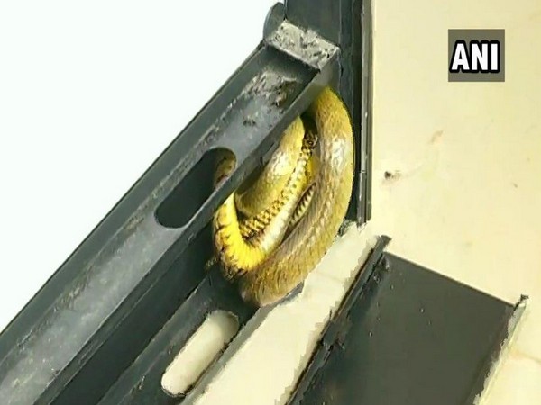 Karnataka: 5-foot-long rat snake rescued from police station