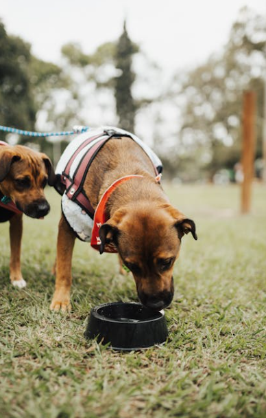 Delhi's top 6 dog-friendly parks: Where canine companions roam free