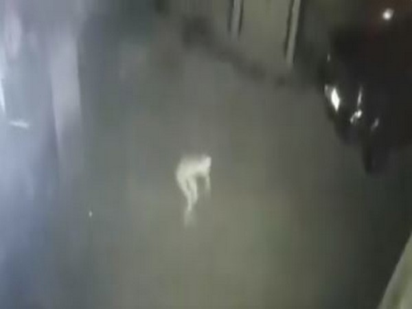 WATCH: Peculiar alien-like creature captured on camera, viral video spooks netizens