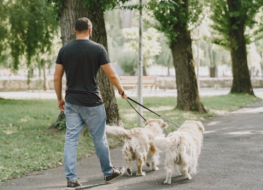 Delhi's top 6 dog-friendly parks: Where canine companions roam free