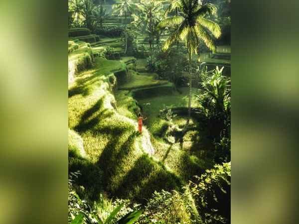 Reflecting sunlight back to space might help cool down Earth's ecosystem