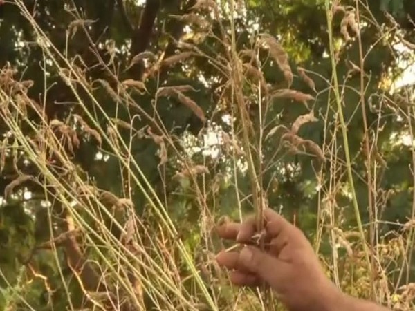 K'taka: Heavy rainfall, fungal infection damage Toor Dal crop, leave ...