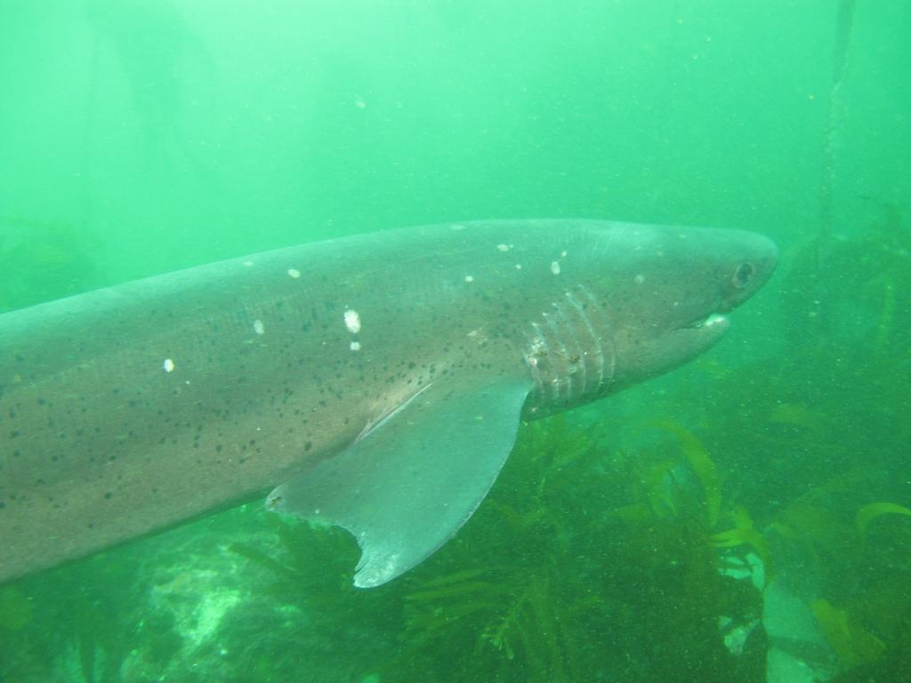 Here's the reason for sharks' bright green hue in ocean depths