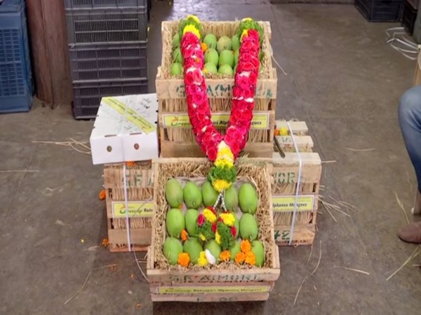 Pune: Mango crate sold for Rs 31,000 in auction; trader claims most ...